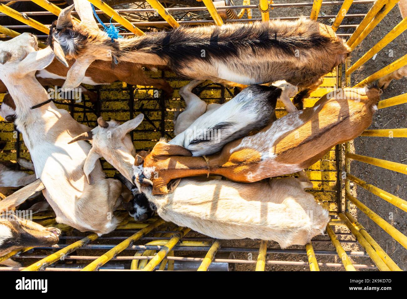 Livestock auction market in Batangas, Philippines Stock Photo - Alamy
