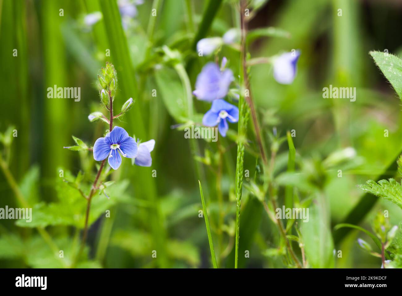 Forget Me Not, blue flowers over blurred green background on a summer ...