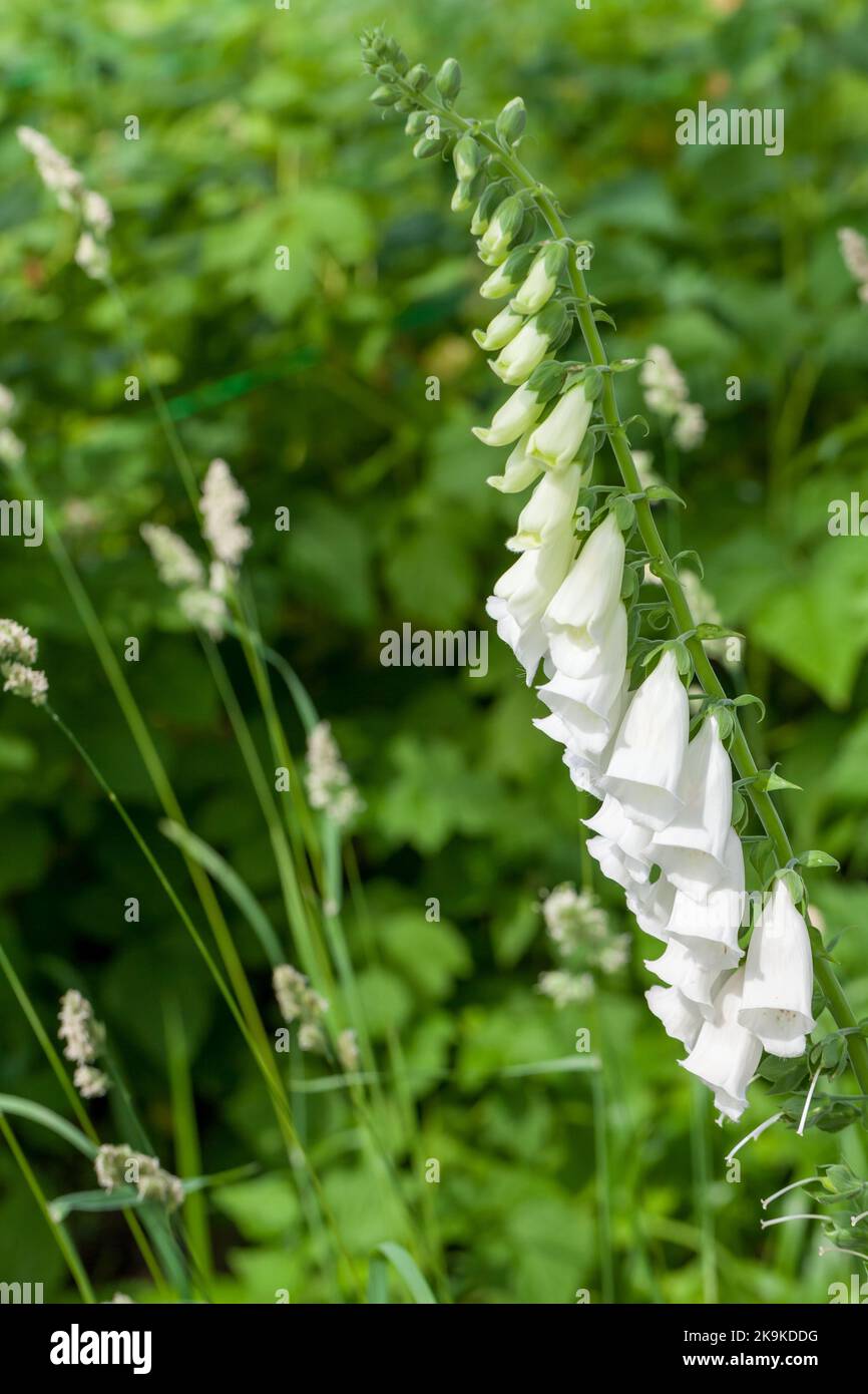 Digitalis flower plant bloom hi-res stock photography and images - Alamy