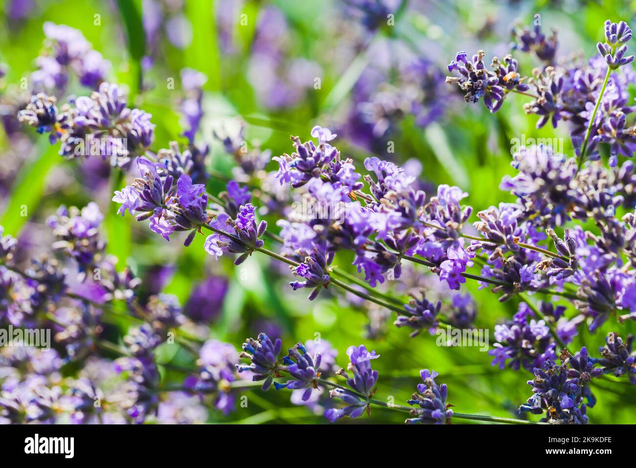 Blooming lavender outdoor natural macro photo, purple flowers on a ...