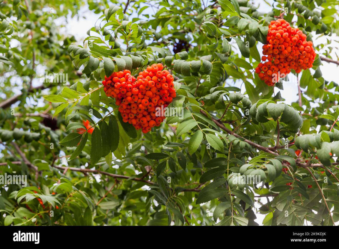 Rowan branches ripe fruits close hi-res stock photography and images ...