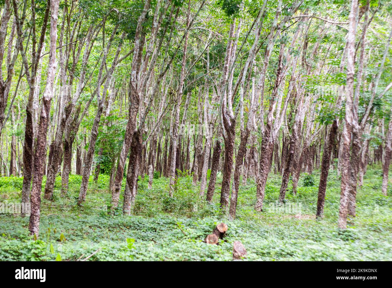 A rubber trees at a plantation in Basilan, Philippines Stock Photo - Alamy