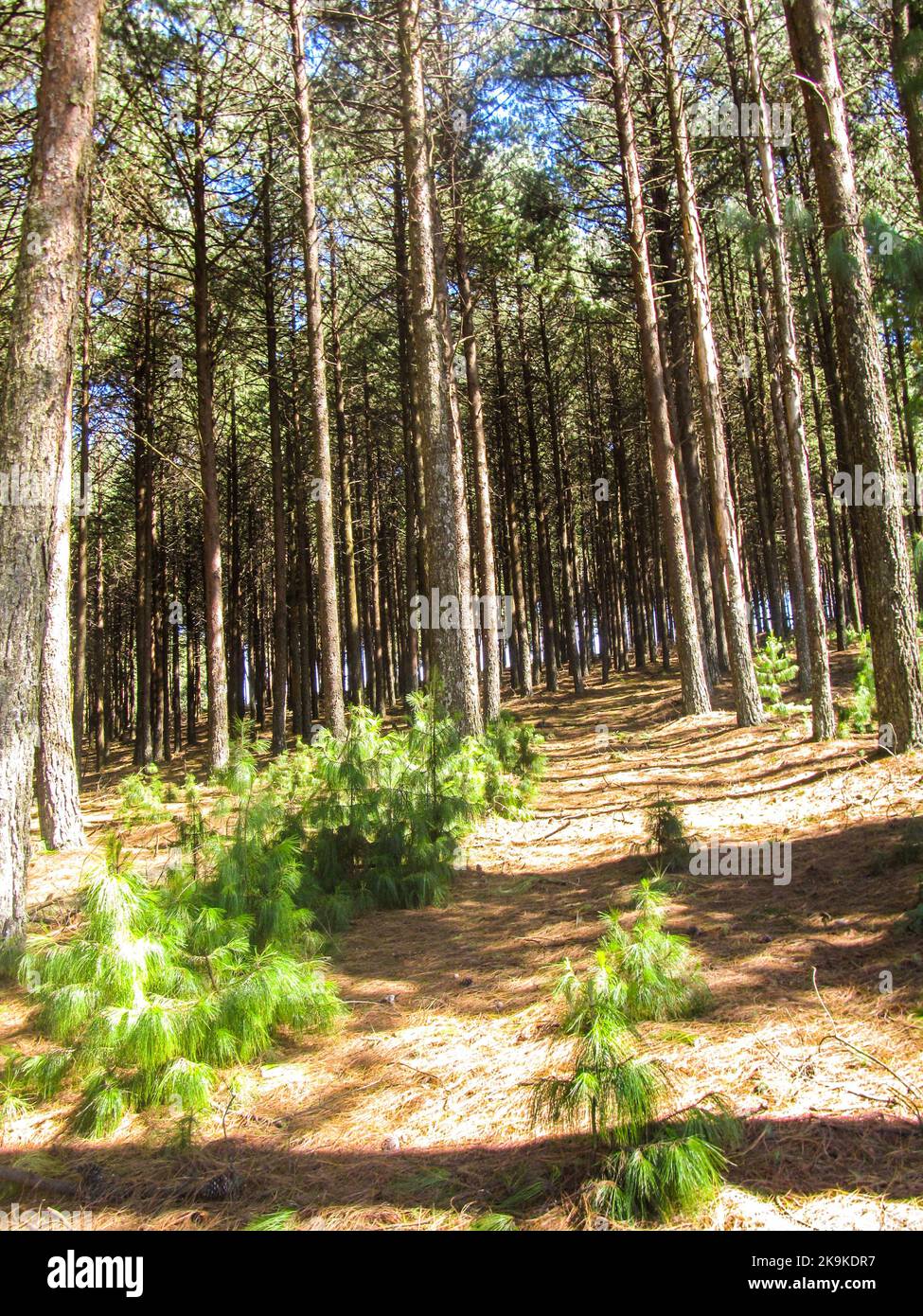 A hiking trail going through a pine plantation on the South African ...