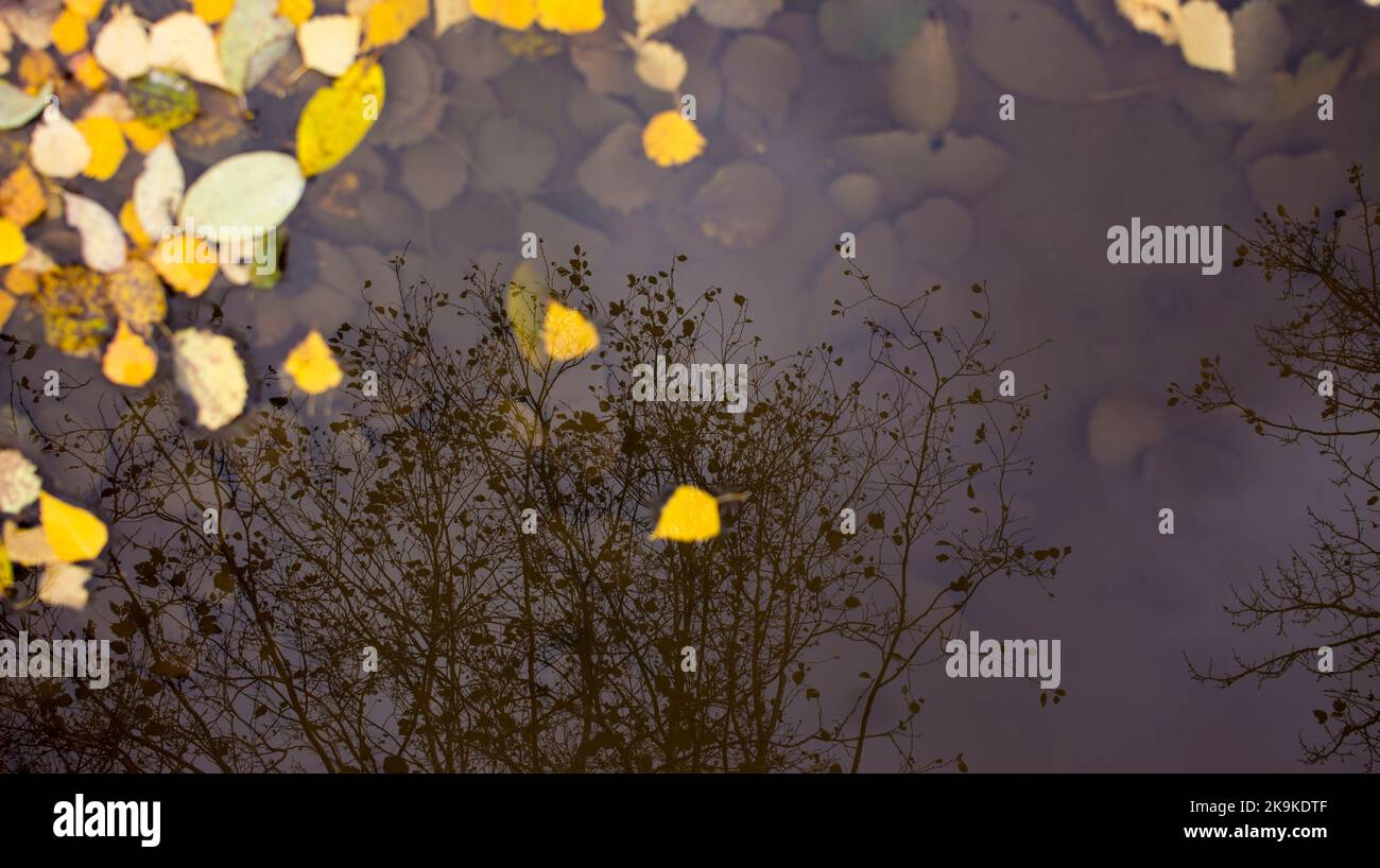 Slotted leaves hi-res stock photography and images - Alamy