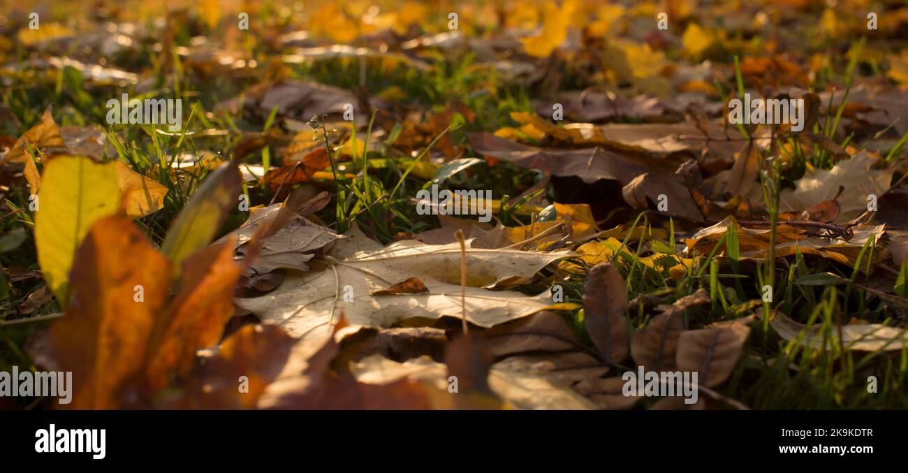 Autumn foliage. Autumn leaves fallen on the ground. Fall leaf. High ...