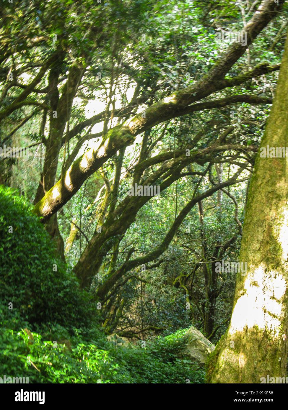 Curved tree trunks in a patch of indigenous forest in the Kaapsche Hoop ...