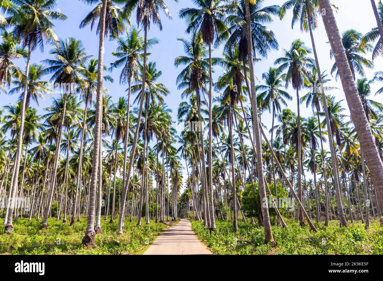 A coconut plantation in Sulu, Philippines Stock Photo - Alamy