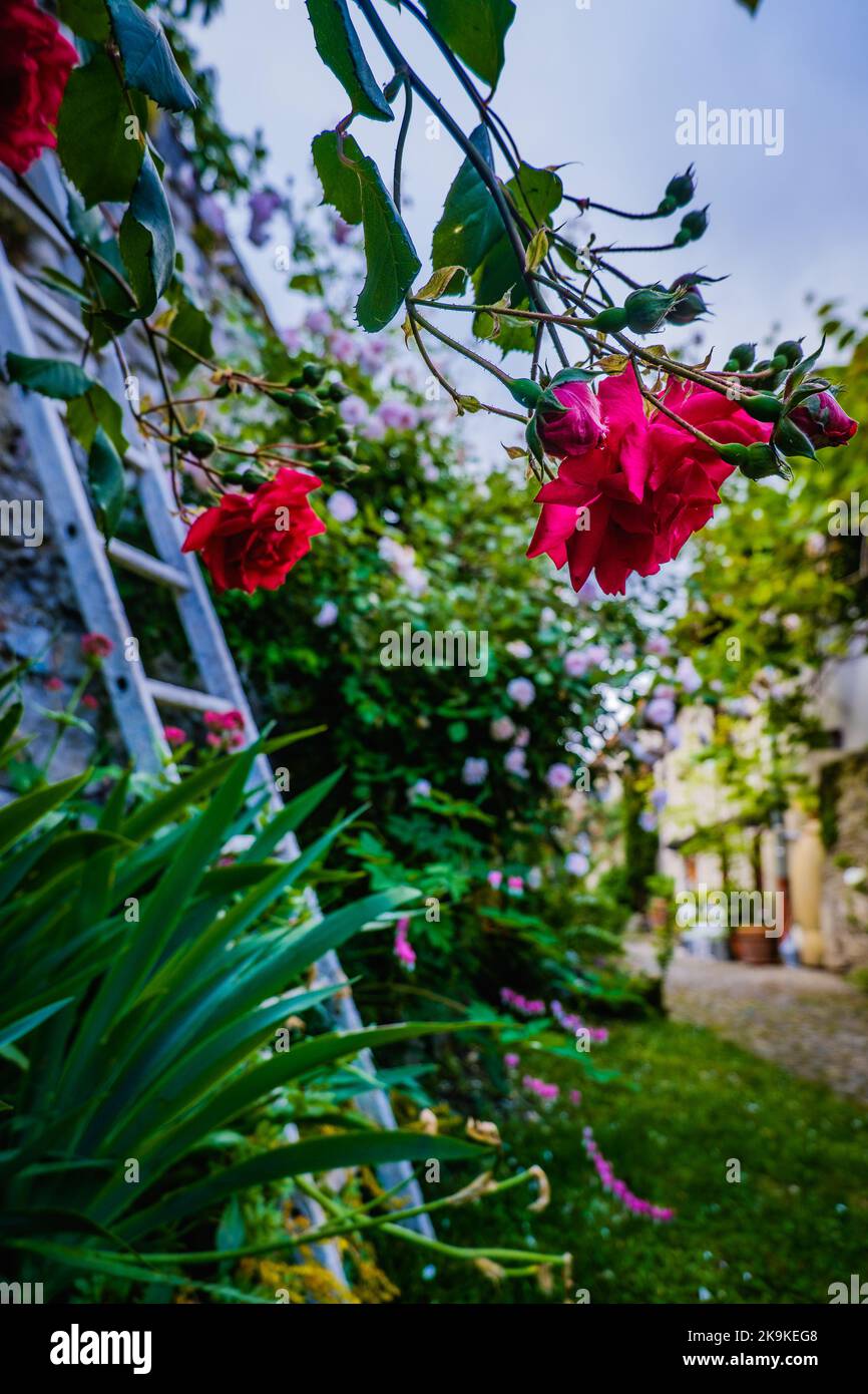 Roses and ladder in a green back alley of the medieval village of Saint ...