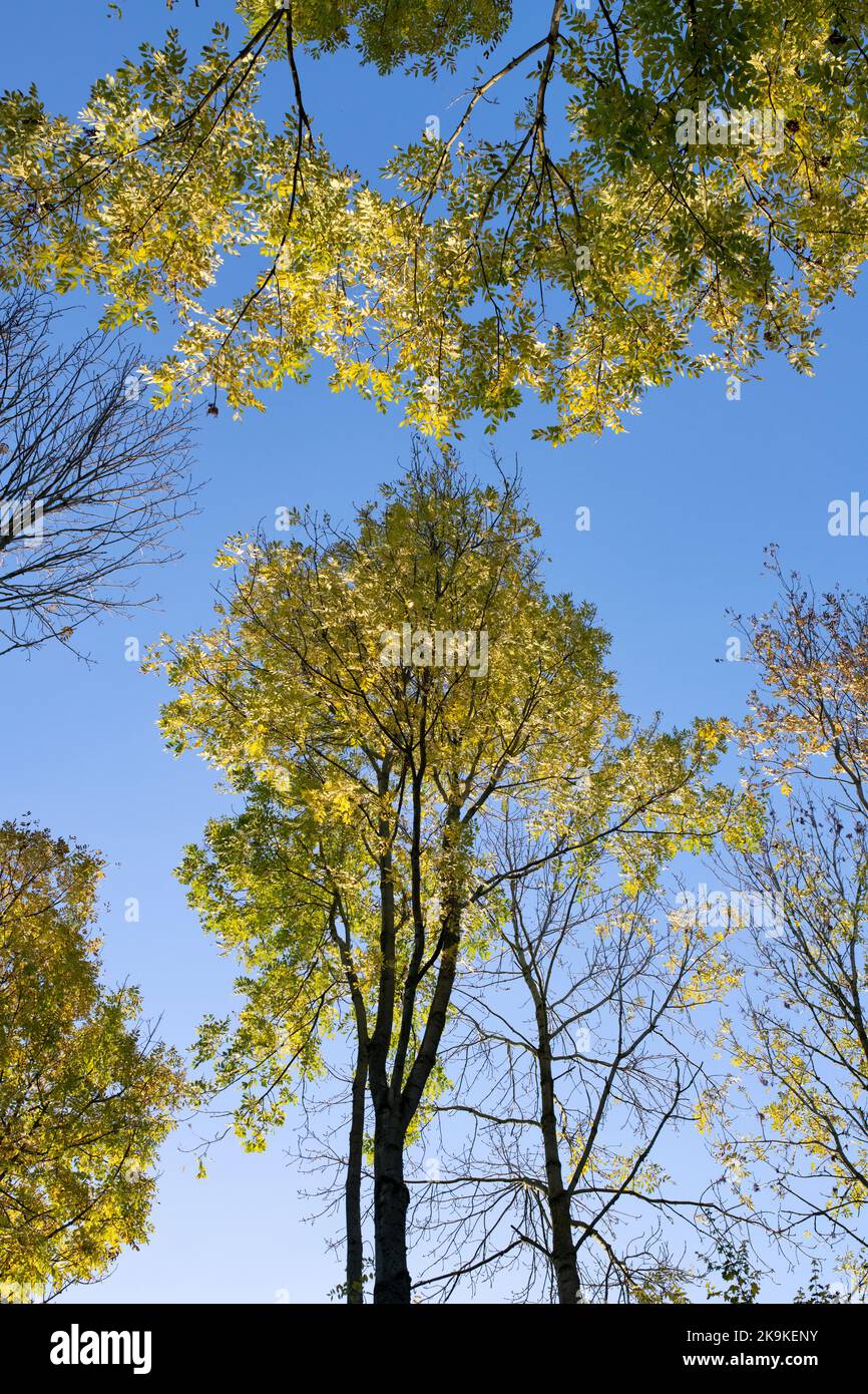 Fraxinus excelsior. Ash Trees in the early morning autumn light ...