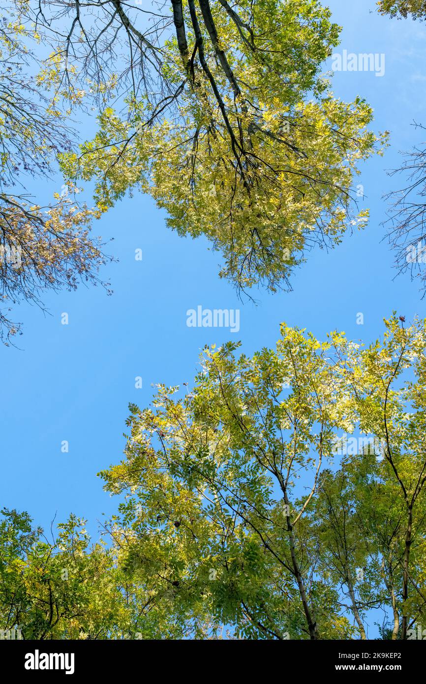 Fraxinus excelsior. Ash Trees in the early morning autumn light ...