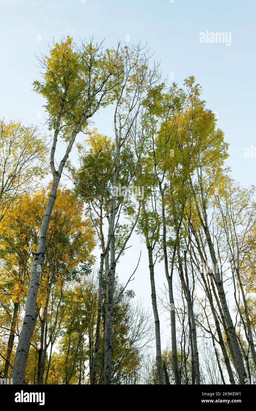 Fraxinus excelsior. Ash Trees in the early morning autumn light ...