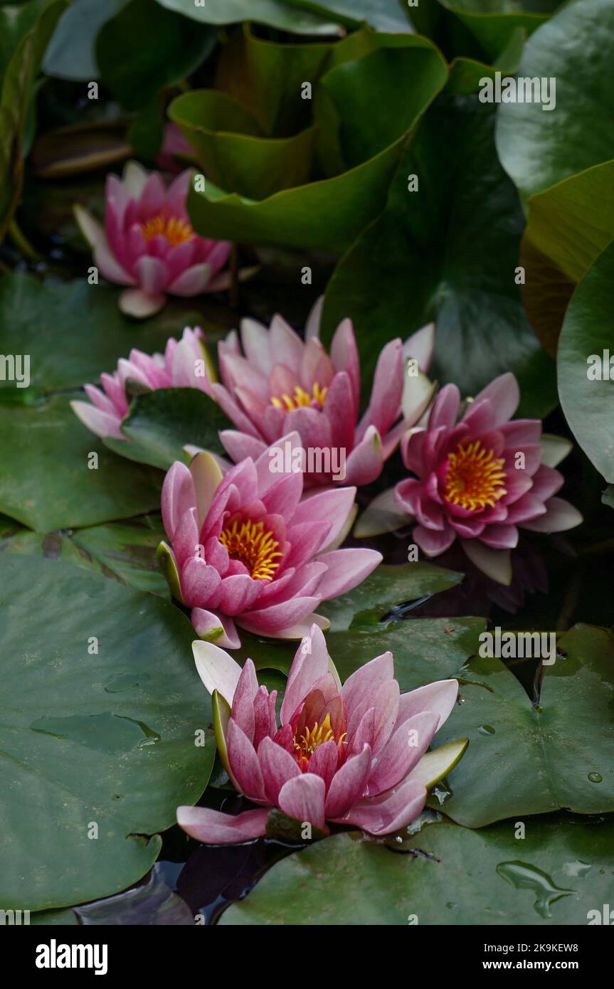 Floating plants at botanic garden hi-res stock photography and images ...