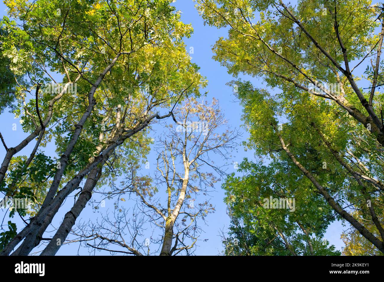 Fraxinus excelsior. Ash Trees in the early morning autumn light ...