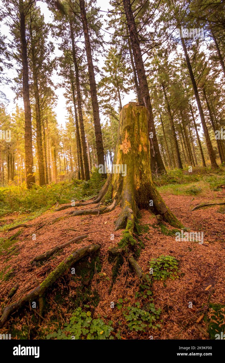 Beacon fell country park hi-res stock photography and images - Alamy