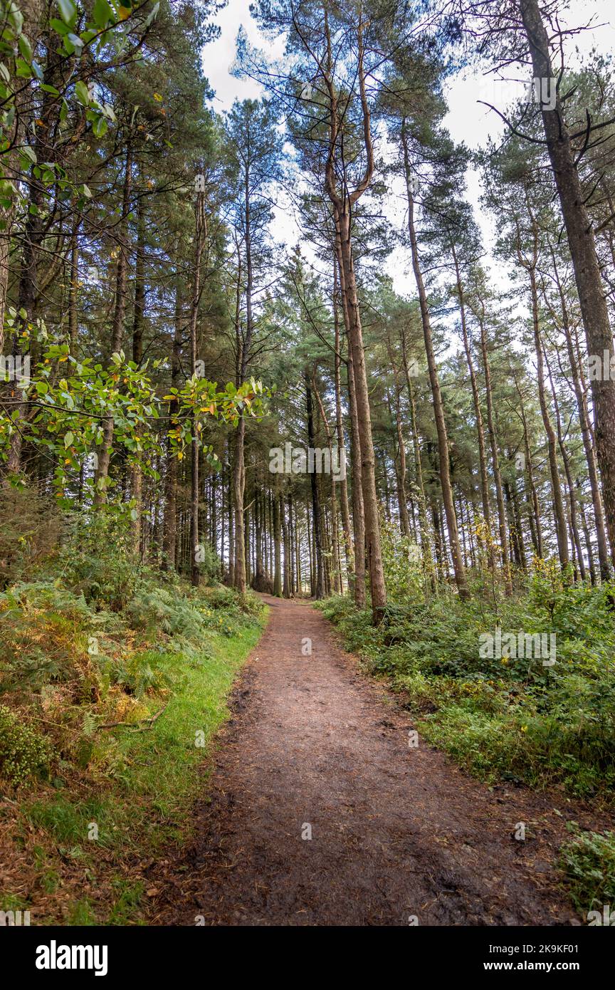 Beacon fell country park hi-res stock photography and images - Alamy