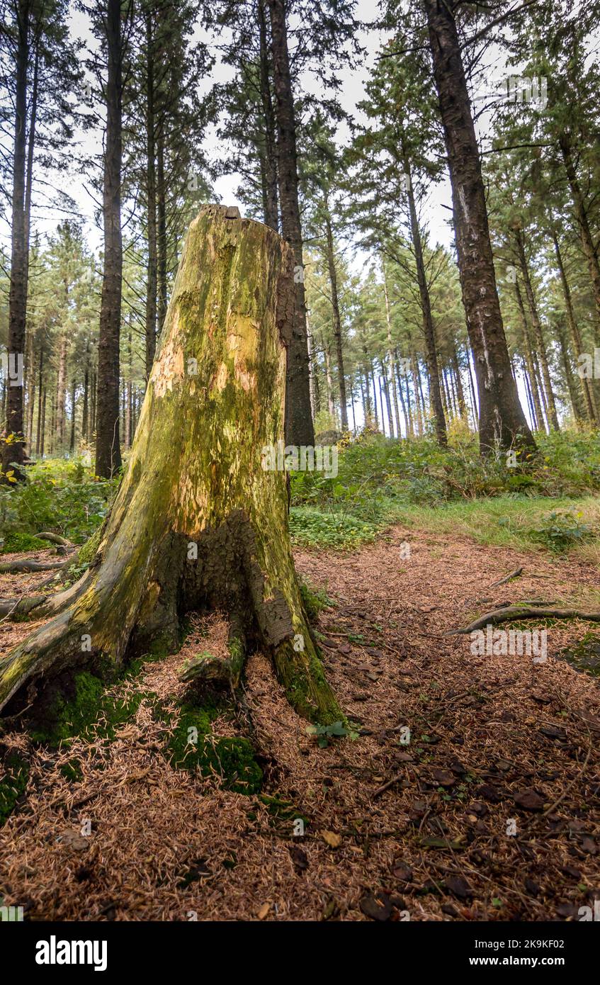 Beacon Fell, Lancashire, UK Stock Photo - Alamy