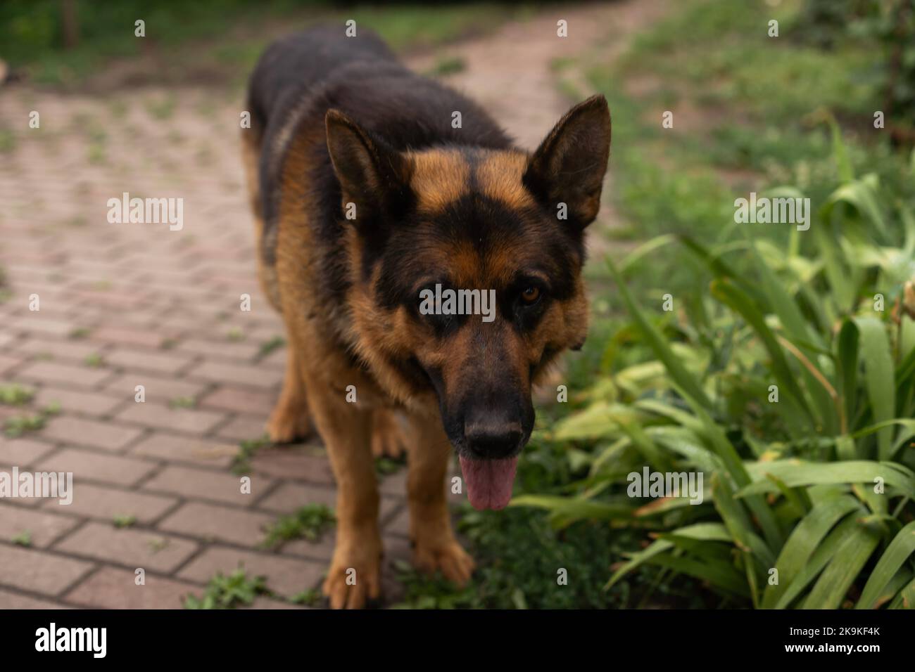 German Shepherd dog face looking nice Stock Photo - Alamy