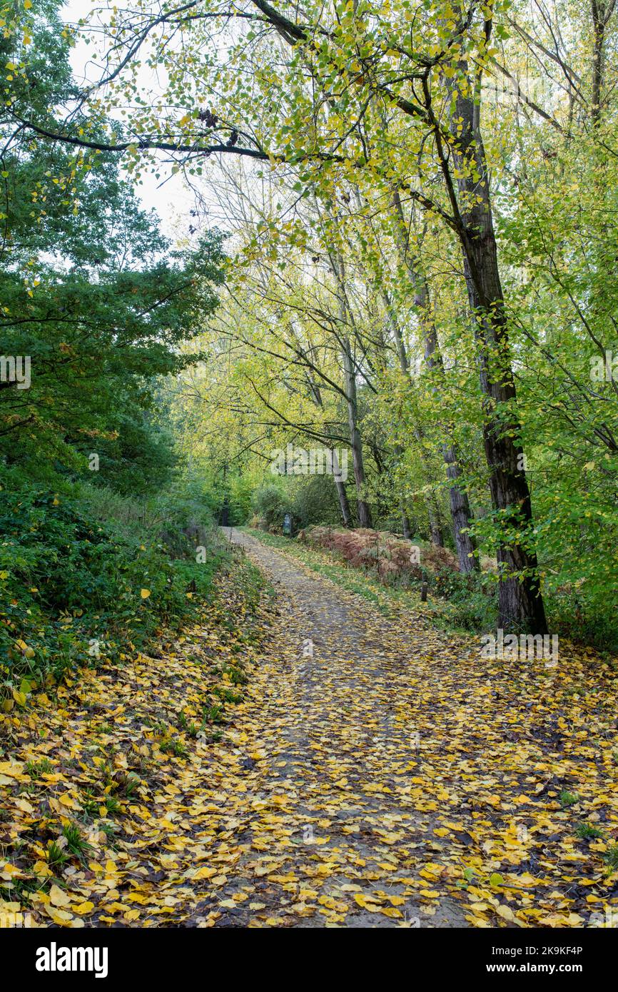 Autumn path in Lineover wood, Dowdeswell, Cotswolds, Gloucestershire ...