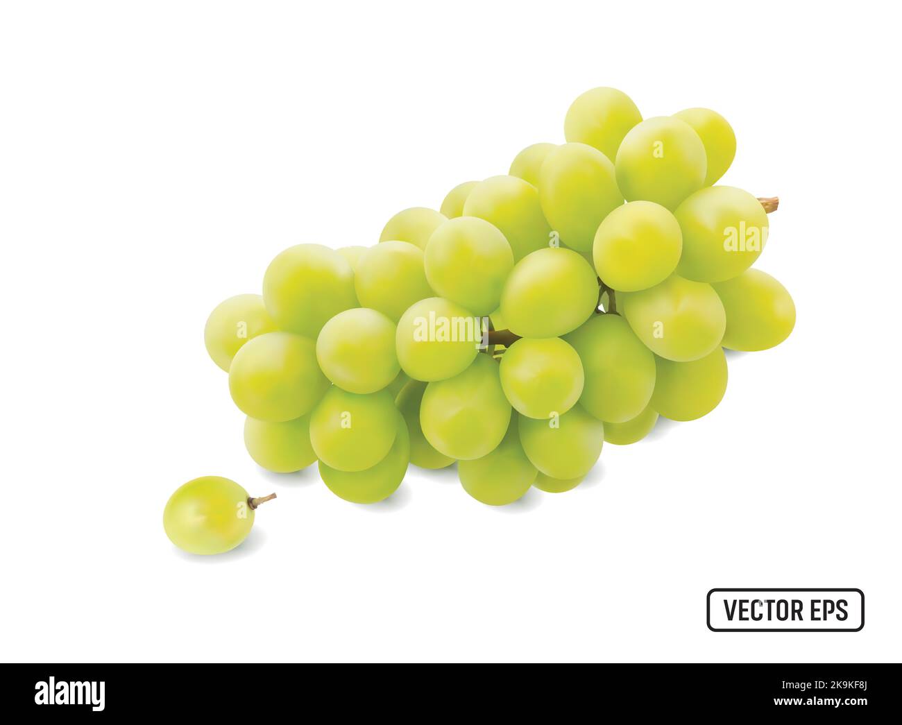 REALISTIC GRAPE VECTOR DESIGN ON WHITE BACKGROUND Stock Vector Image ...