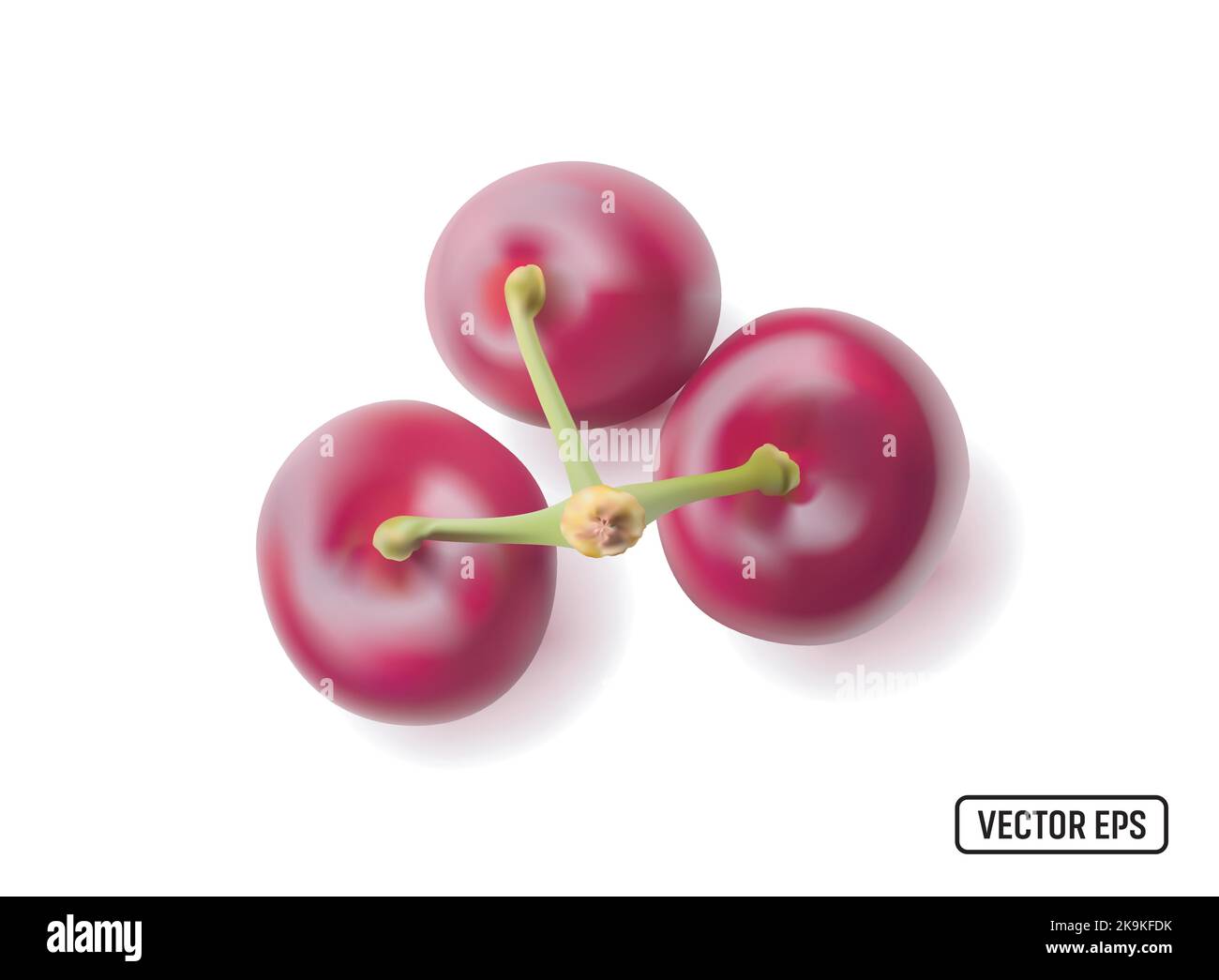 REALISTIC CHERRY VECTOR EPS Stock Vector Image & Art - Alamy