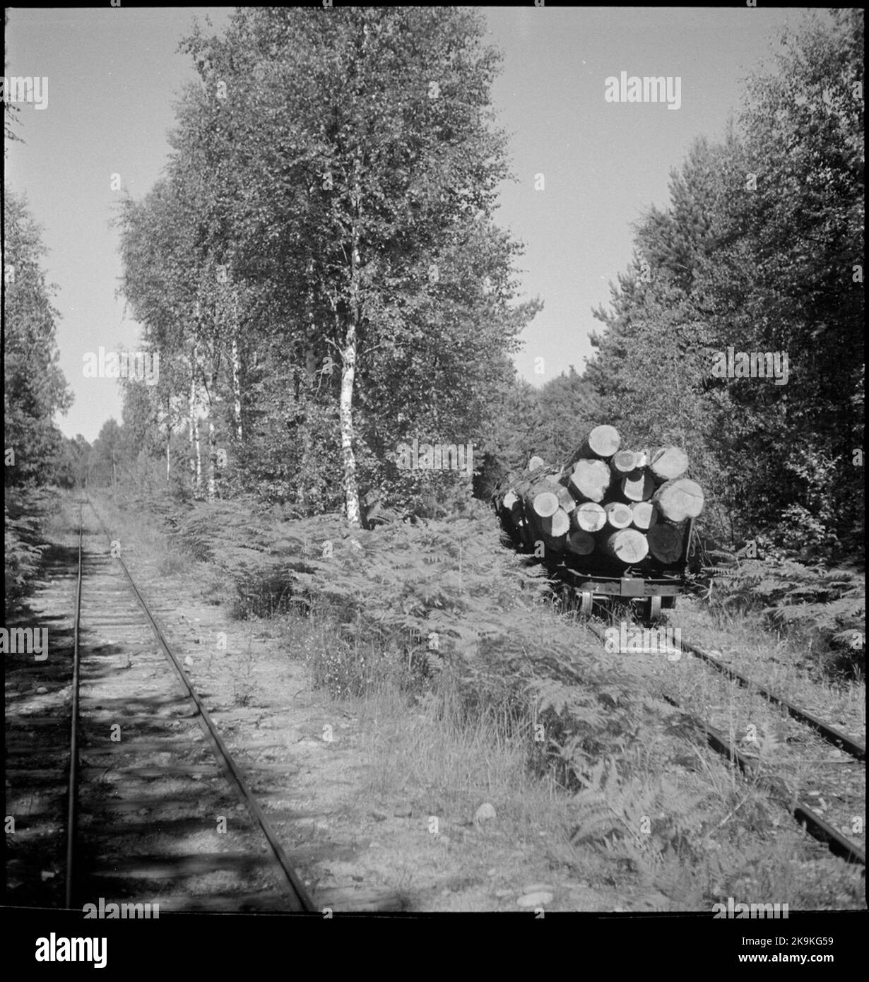 Timber loaded freight wagon Stock Photo - Alamy