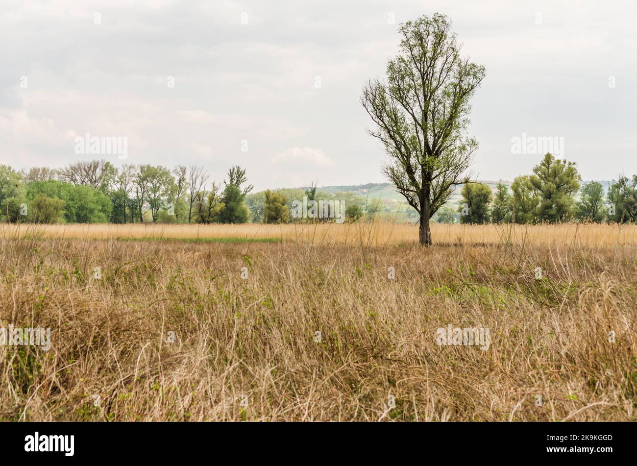 A view of a field covered with dry reeds Stock Photo - Alamy
