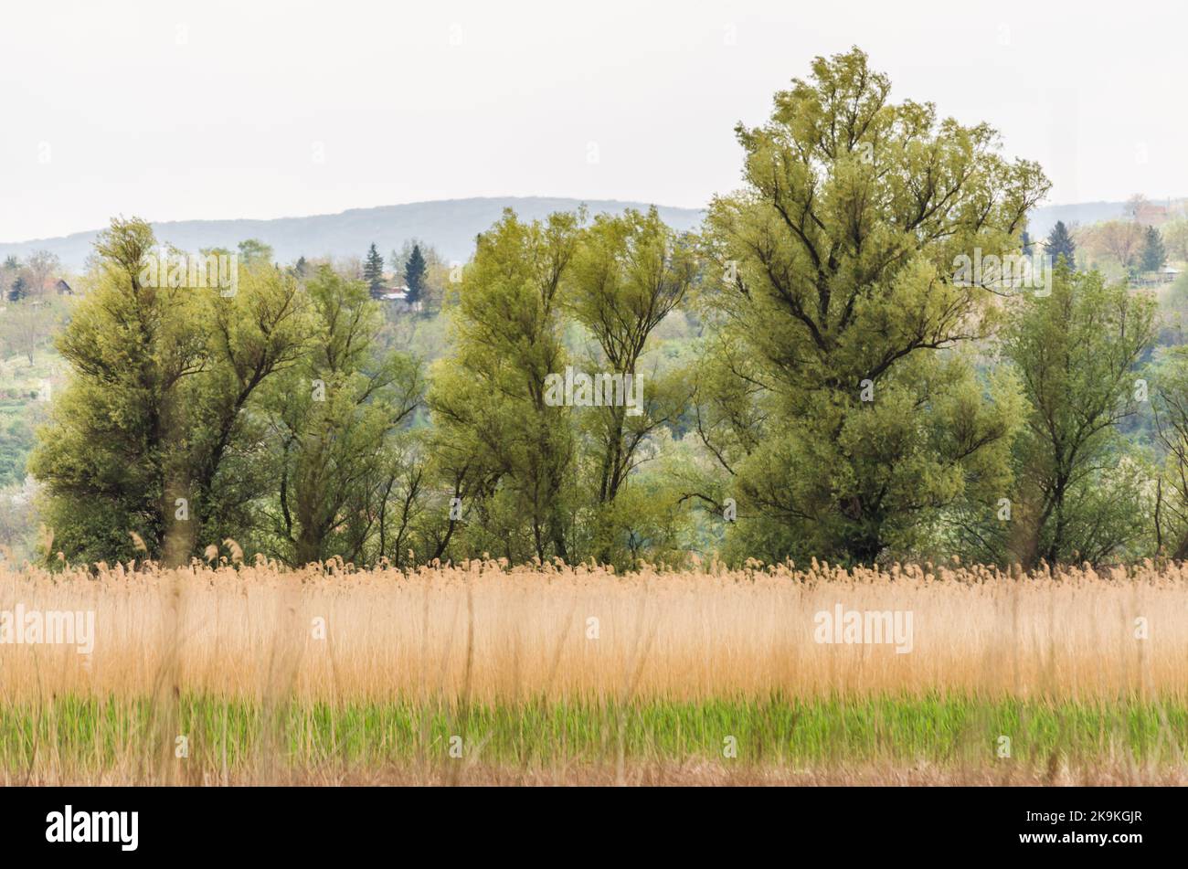 A view of a field covered with dry reeds Stock Photo - Alamy