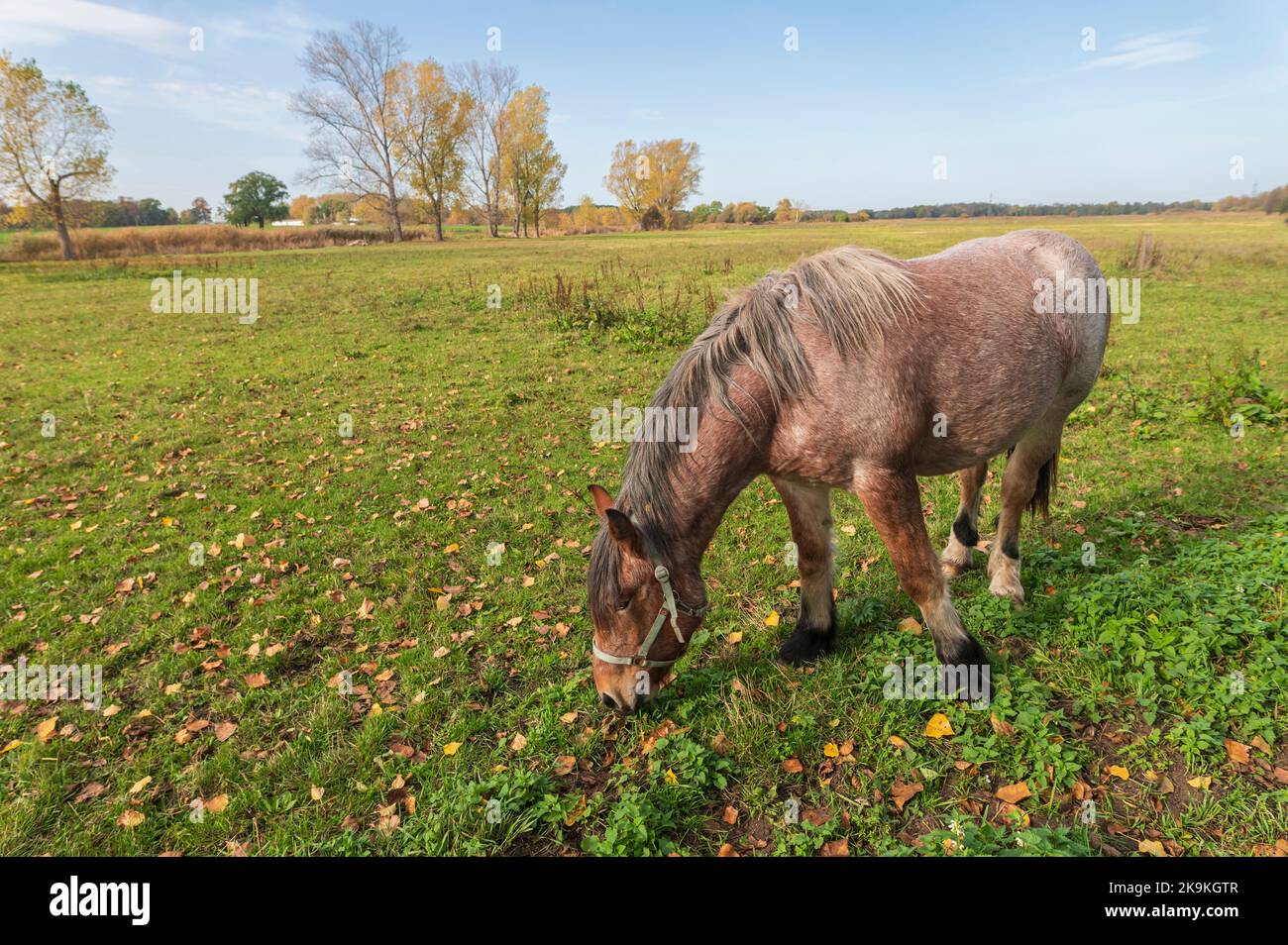 A horse grazing in the paddock Stock Photo - Alamy