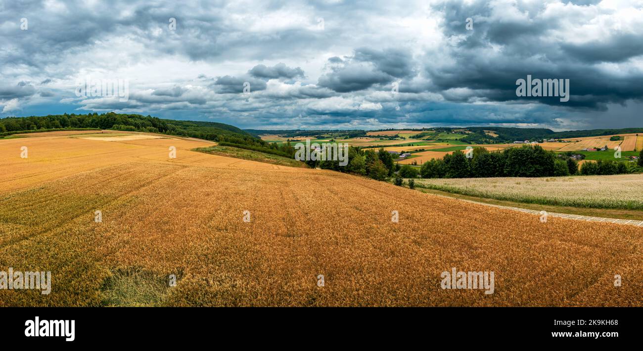 hills covered with grain and buckwheat. Beautiful landscape of Roztocze ...