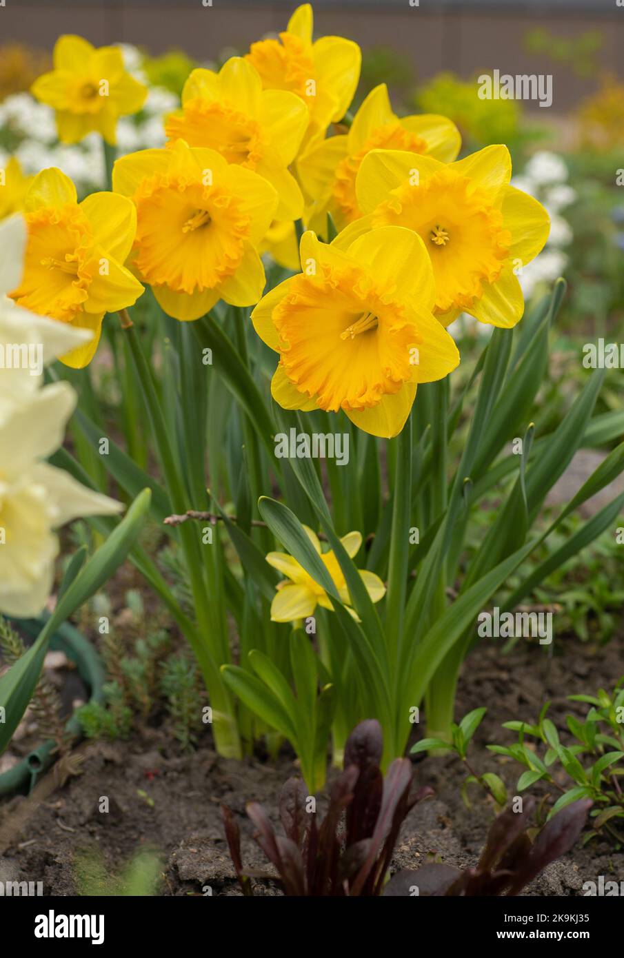 Yellow flowers daffodils in a flower bed. Spring flower Narcissus ...