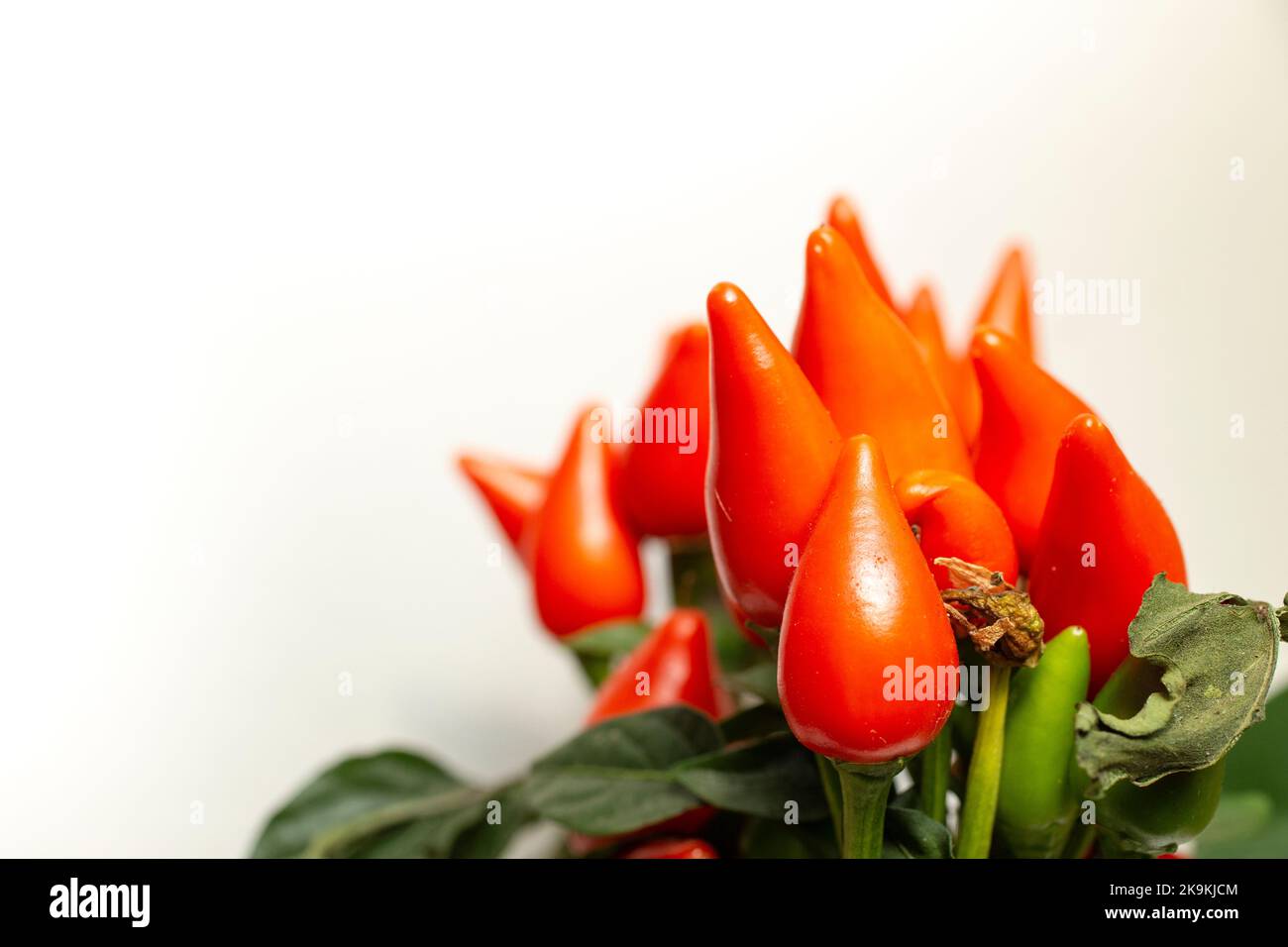 Decorative chilli plant hi-res stock photography and images - Alamy
