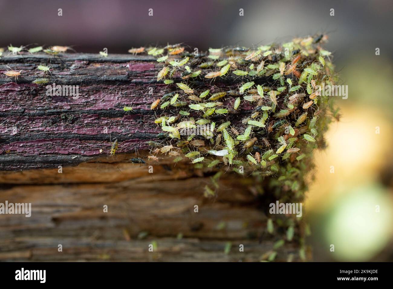 aphids swarm on wood texture. Soft focus close up Stock Photo - Alamy