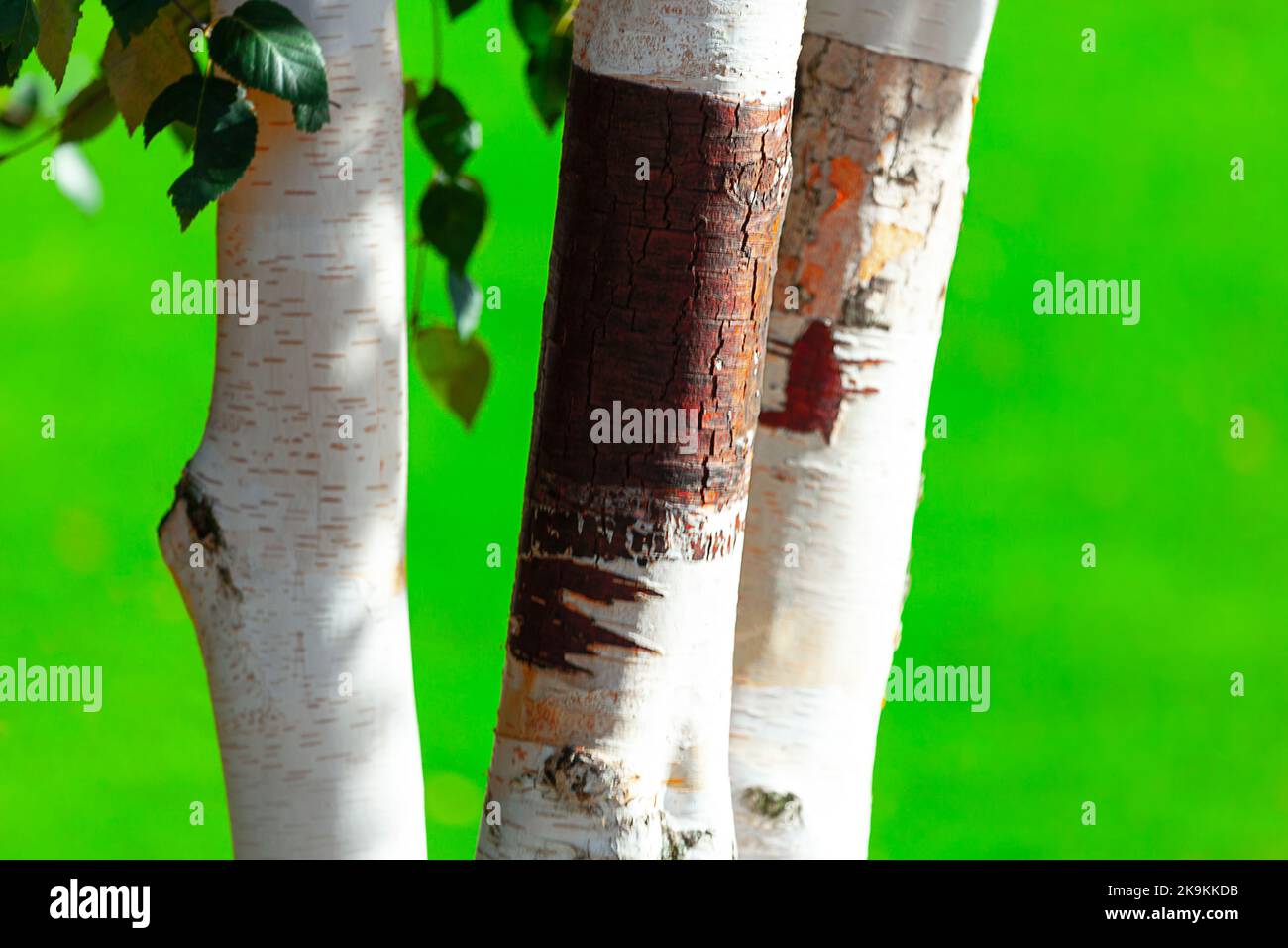 Birch tree trunk at green background Stock Photo - Alamy