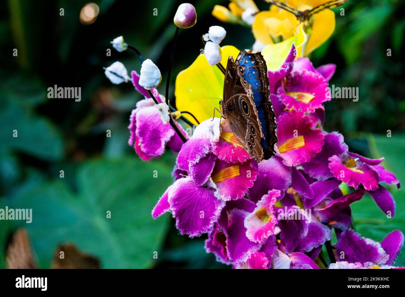Structural coloration morpho hi-res stock photography and images - Alamy