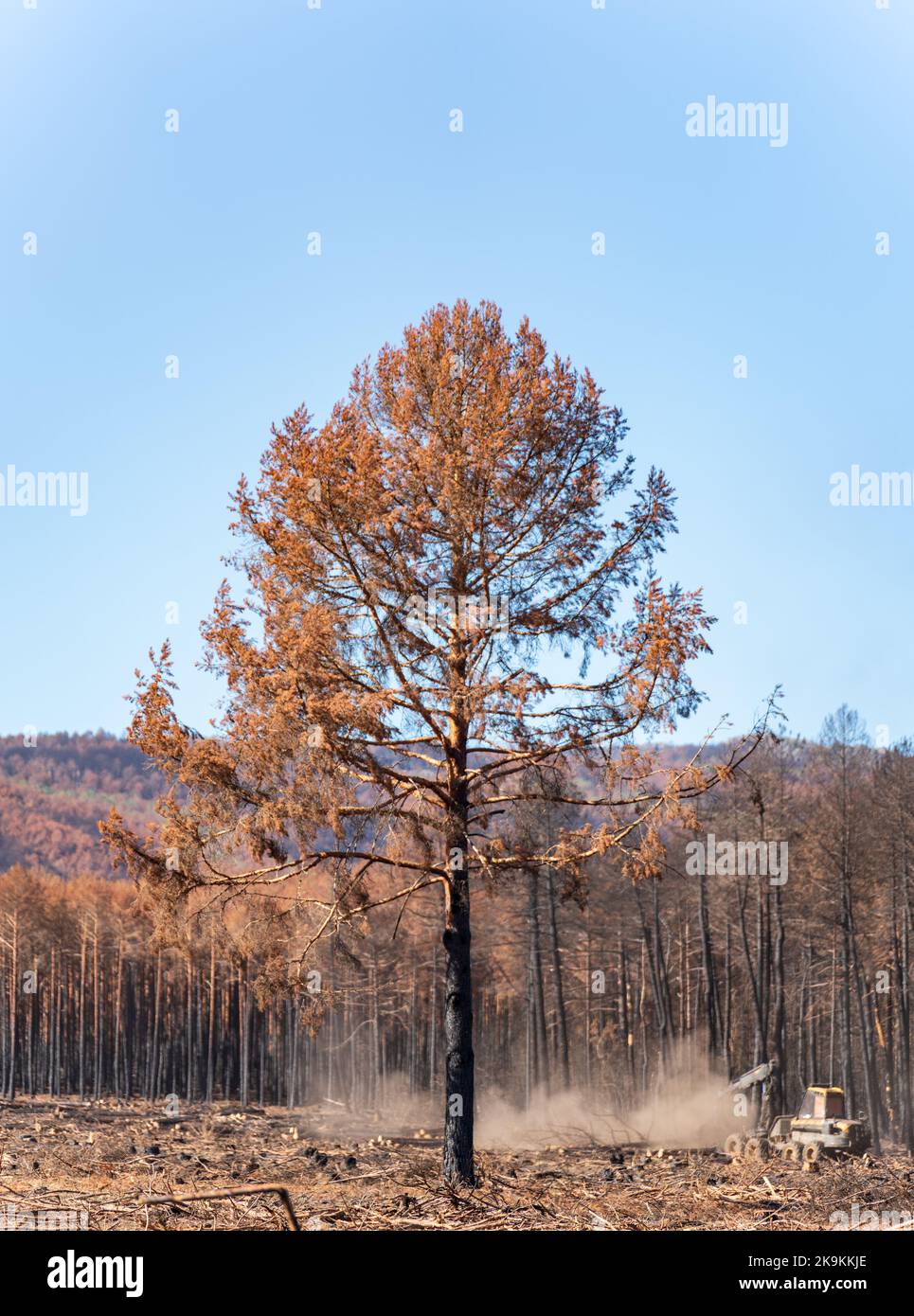 Burnt isolated tree with forest in the background Stock Photo - Alamy