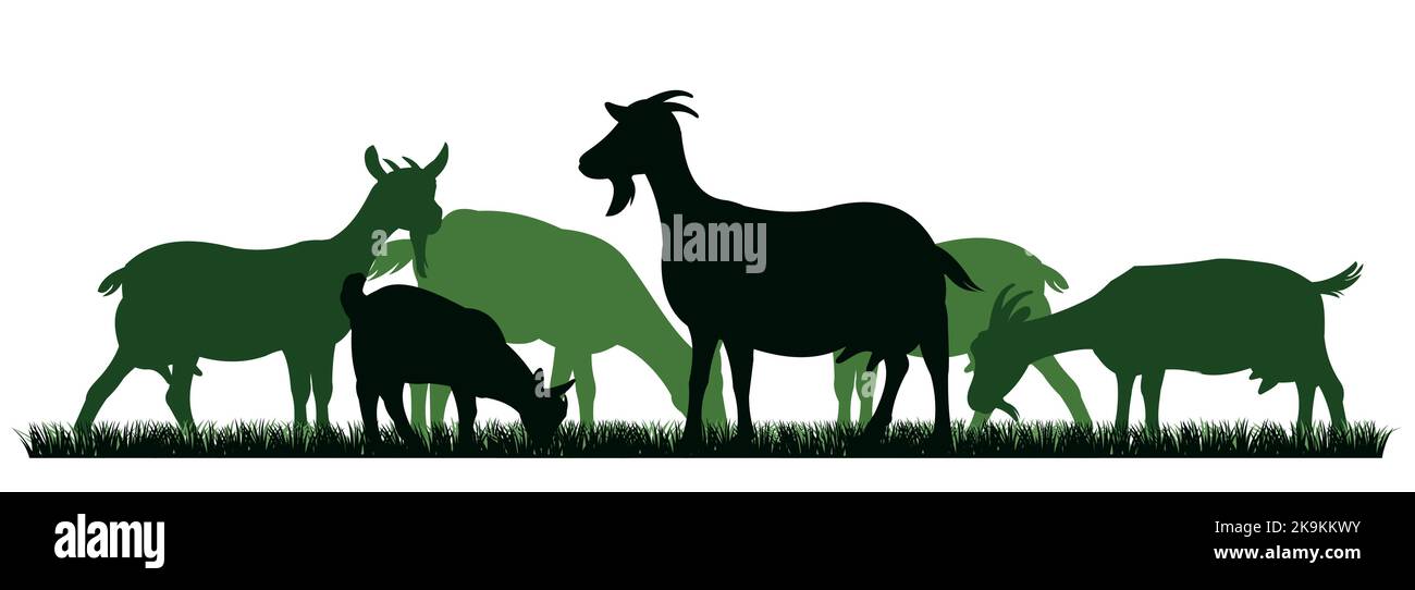 Goats grazing on pasture. Picture silhouette. Farm pets. Animals for ...