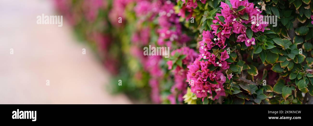 Beautiful alley with pink flowers on bushes closeup background Stock ...