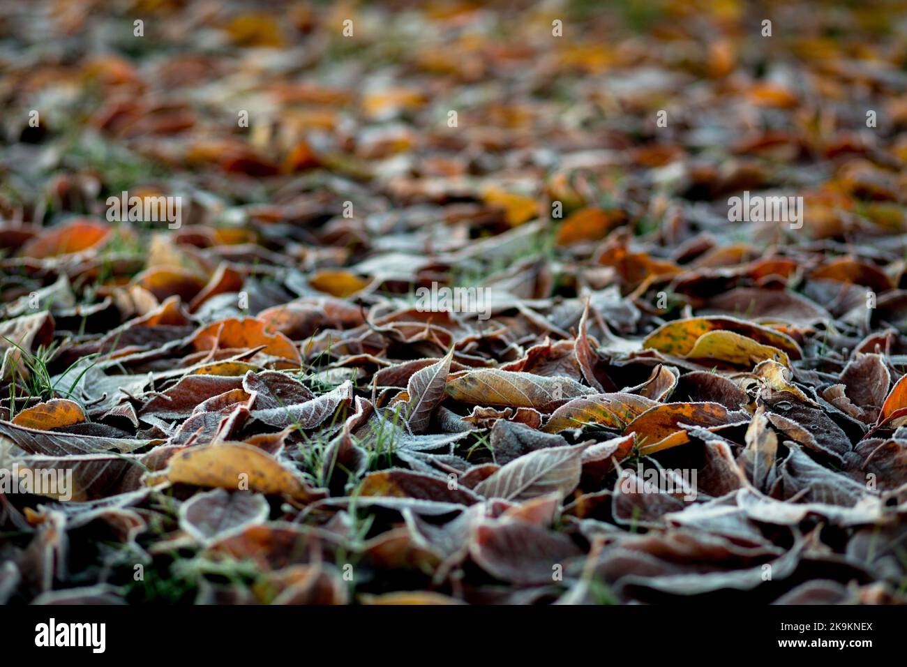 autumn leaves covered with frost on a cold winter morning Stock Photo ...