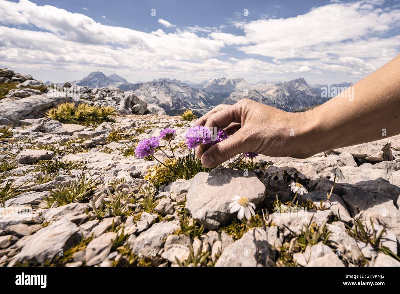 Description: Hand of young woman is picking up flowers along a hiking ...