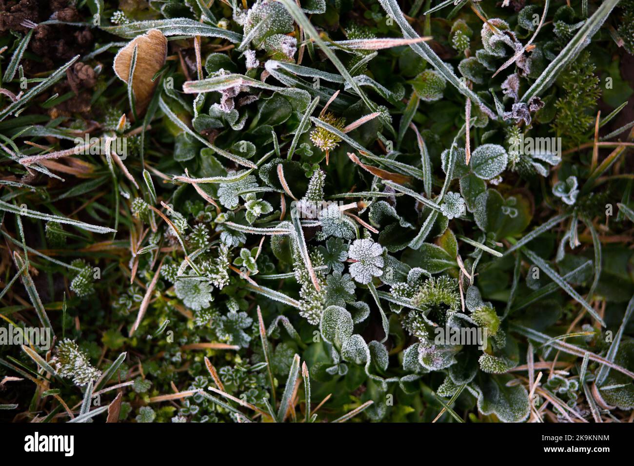 Grass covered in ice, in a european cold morning Stock Photo - Alamy