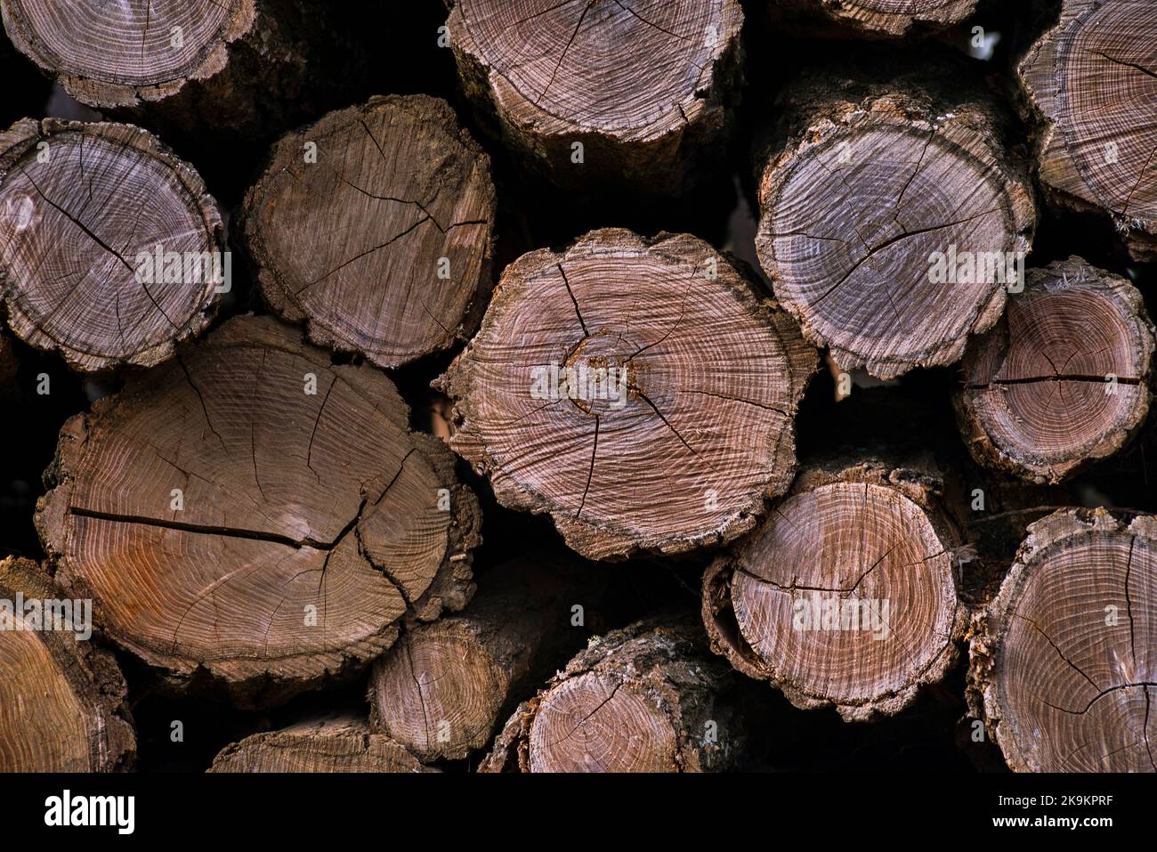 Stump wooden texture and background cross section annual rings and ...