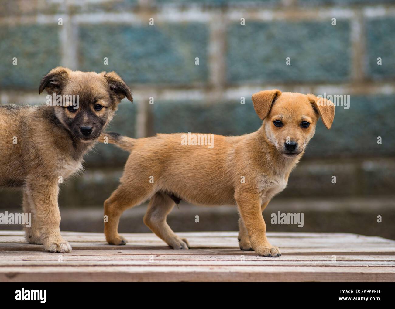 Folded ears hi-res stock photography and images - Alamy