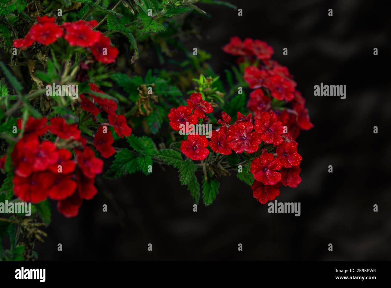 Bright flowers of hybrid Verbena blooming (Verbena tenera) Red phlox ...