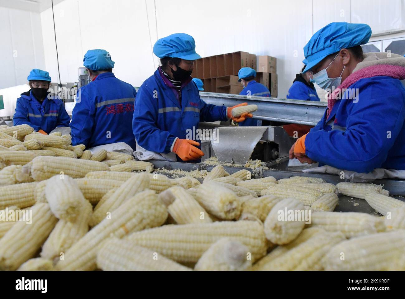 ZHANGJIAKOU, CHINA - OCTOBER29, 2022 - Farmers work on a production line for processing fresh ...