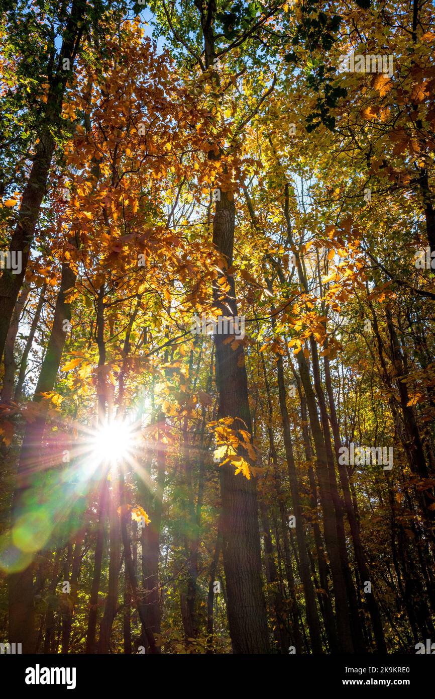 Sun light beaming through an oak tree woodland setting with their ...