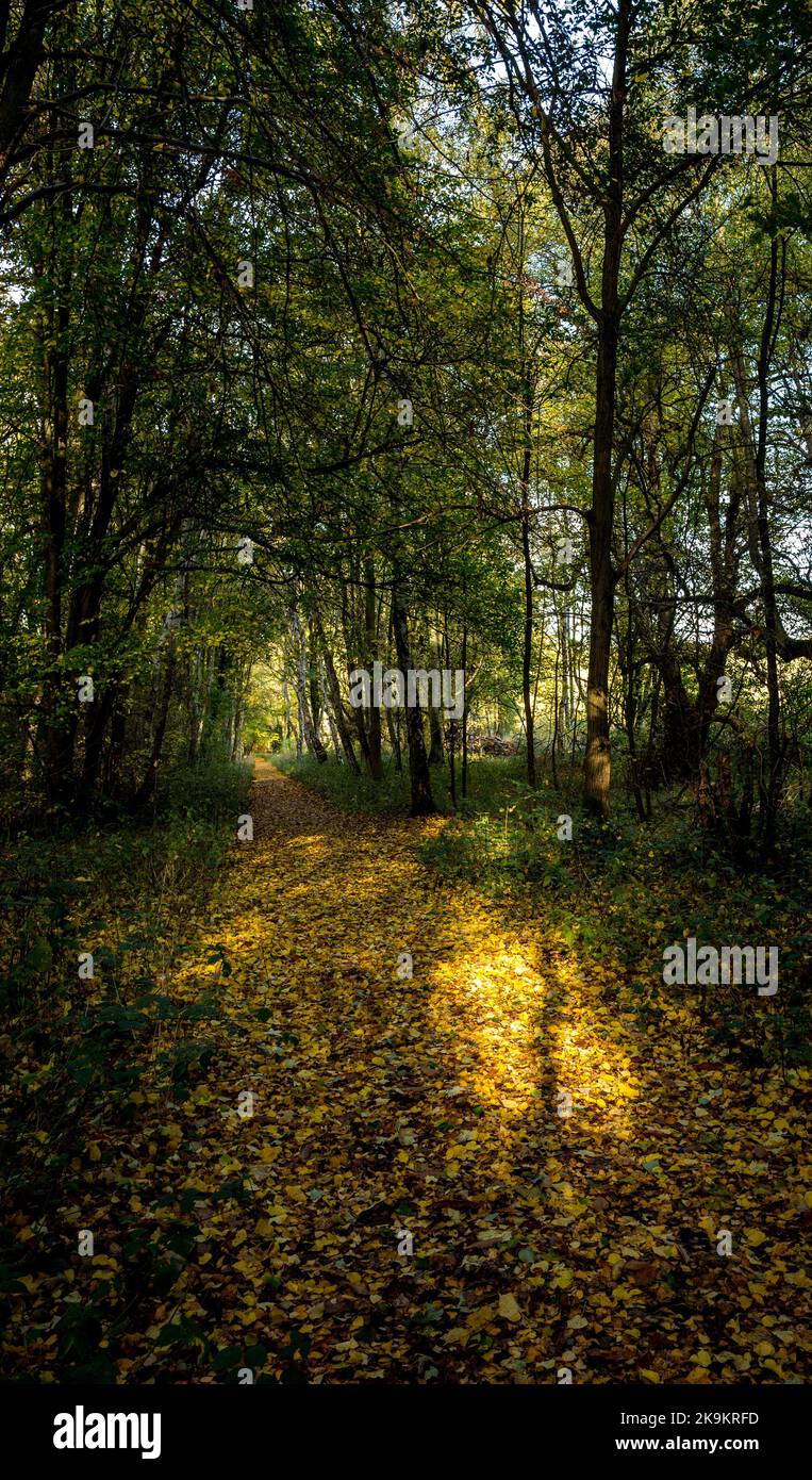 Deciduous woodland trees with sun light shining onto a woodland path in ...