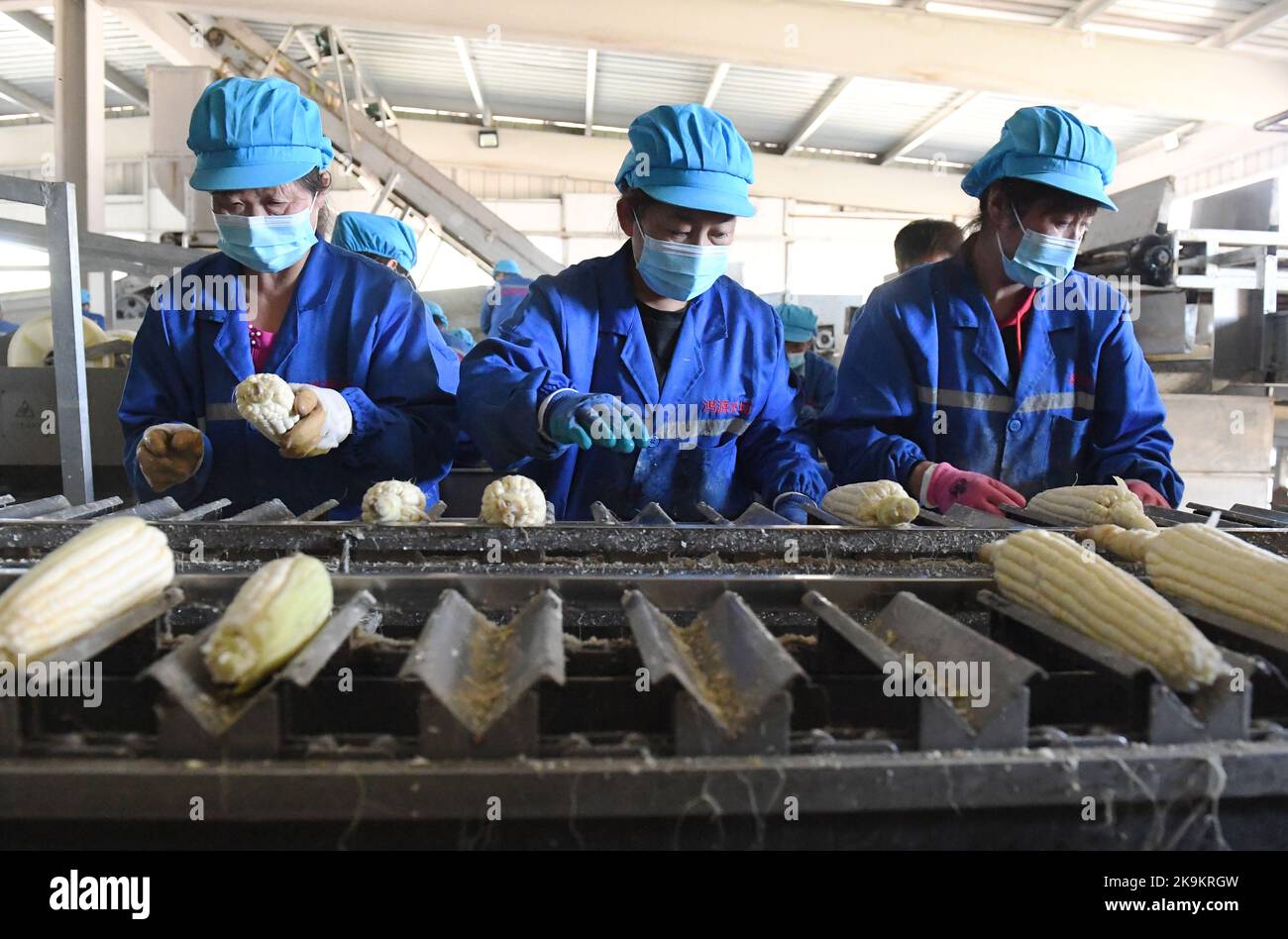 ZHANGJIAKOU, CHINA - OCTOBER29, 2022 - Farmers work on a production ...