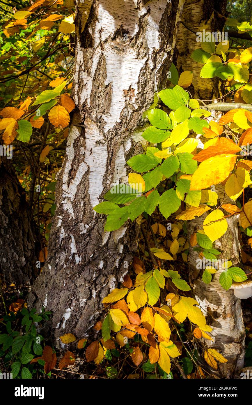 Silver birch tree trunk and beech tree hi-res stock photography and ...