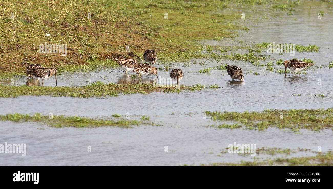 Snipe's feeding in the lake edge Stock Photo - Alamy