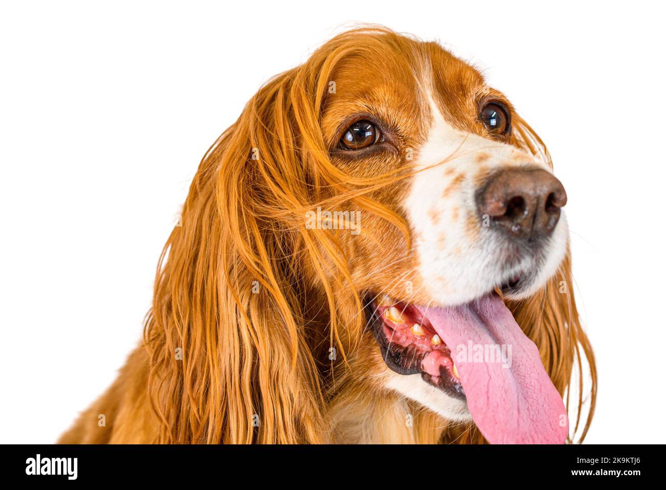 Cute dog pet isolated in white background Stock Photo - Alamy